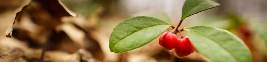Human Composting Comes to Washington State